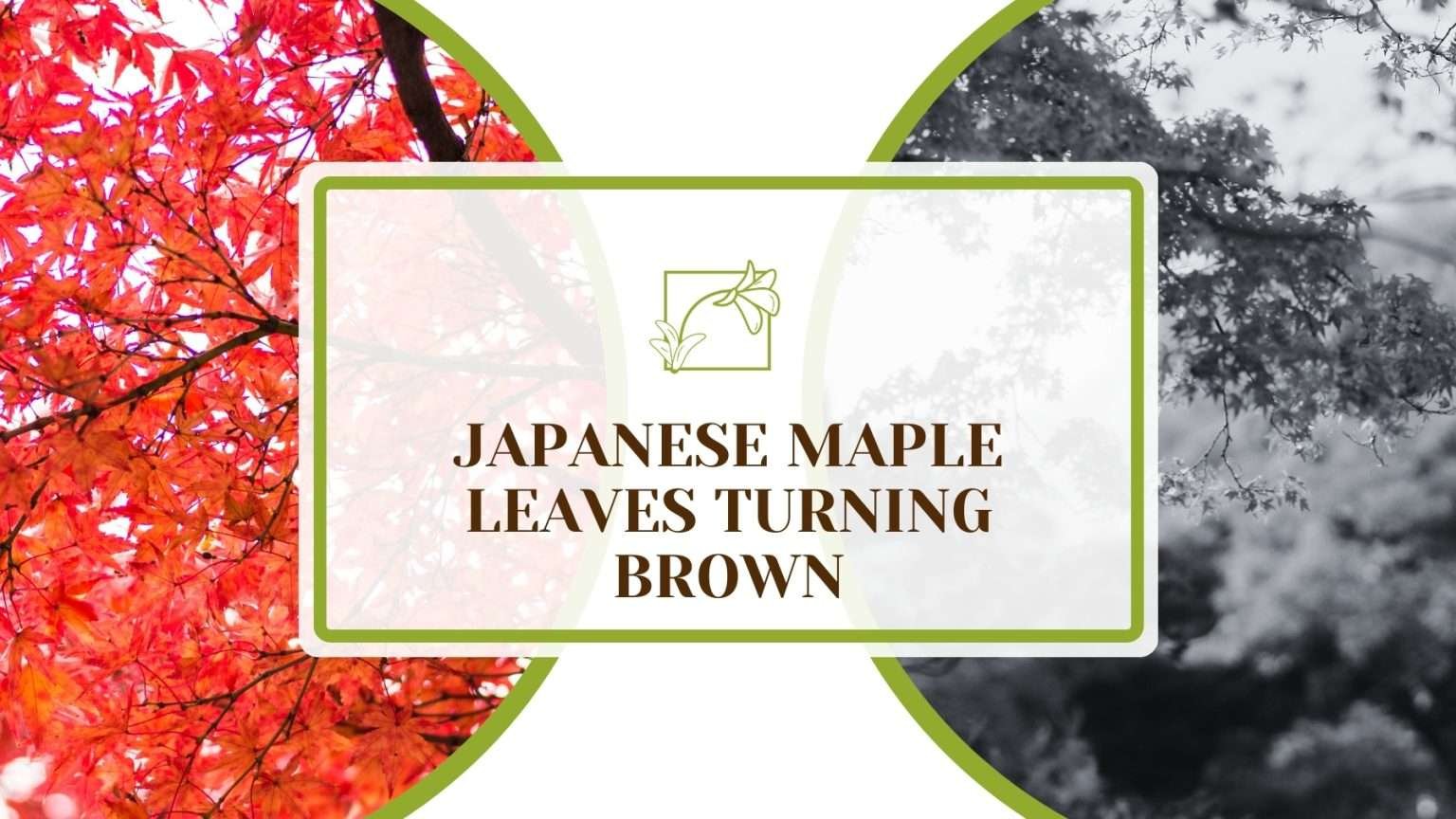Japanese Maple Leaves Turning Brown: Follow These Tips - Plant America