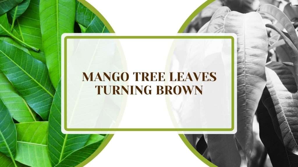 Mango Tree Leaves Turning Brown: Revive with 6 Easy Steps - Plant America
