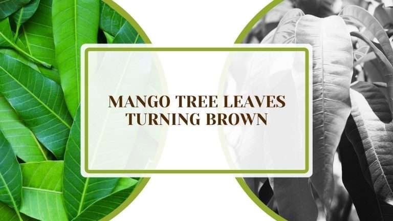 Mango Tree Leaves Turning Brown: Revive with 6 Easy Steps - Plant America
