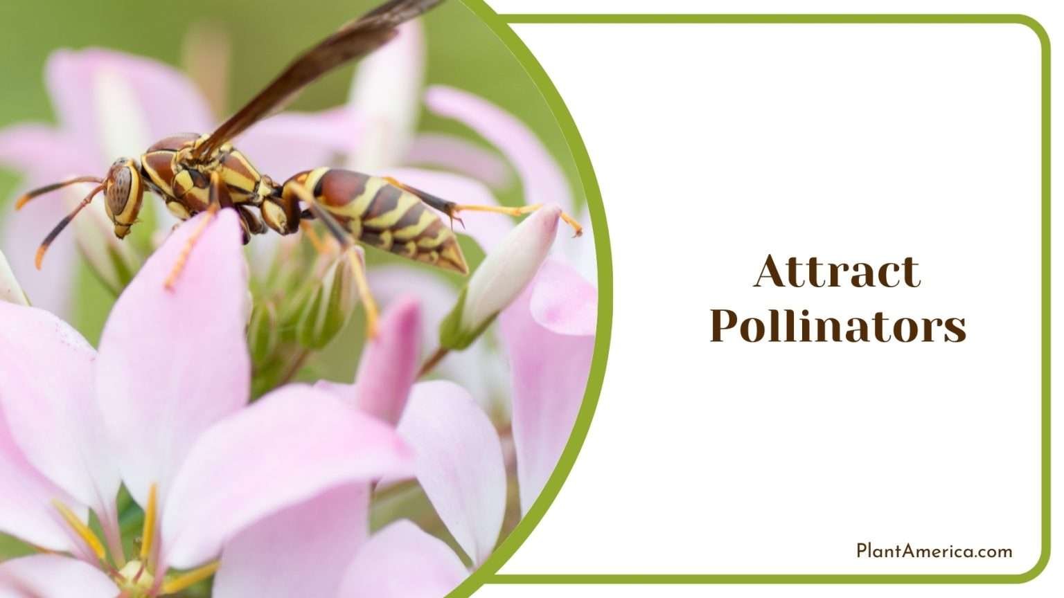 12 Benefits Of Using Native Plants In Your Gardens - Plant America