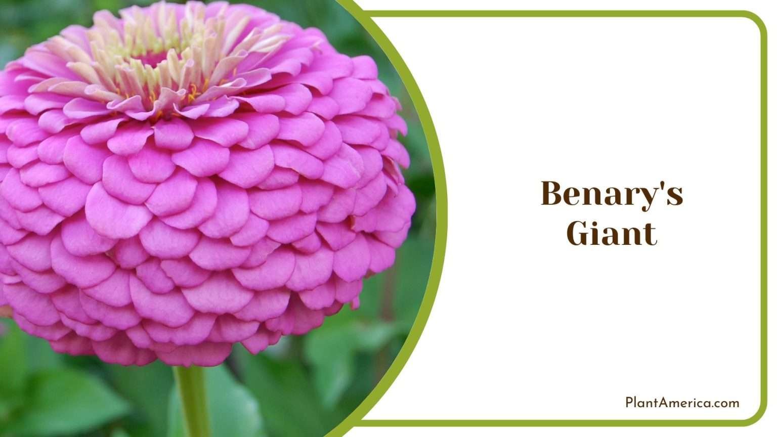 14 Types of Zinnias for Your Spring and Summer Flower Garden - Plant ...
