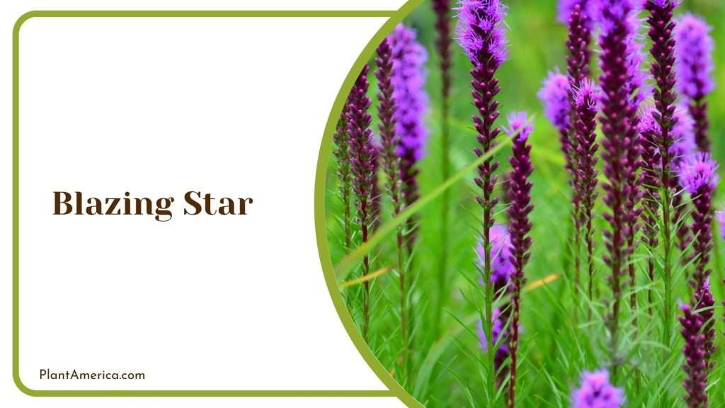 17 Missouri Native Plants Perfect for Pollinator Gardens - Plant America