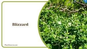 17 Mock Orange Varieties You Need to Know About for Planting - Plant ...