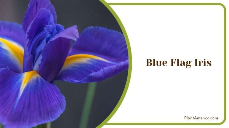 25 Native American Flowers with Healing Properties - Plant America
