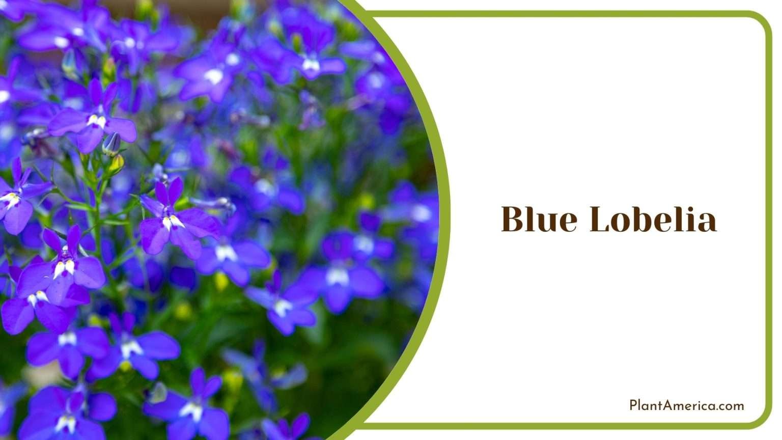 17 Missouri Native Plants Perfect for Pollinator Gardens - Plant America
