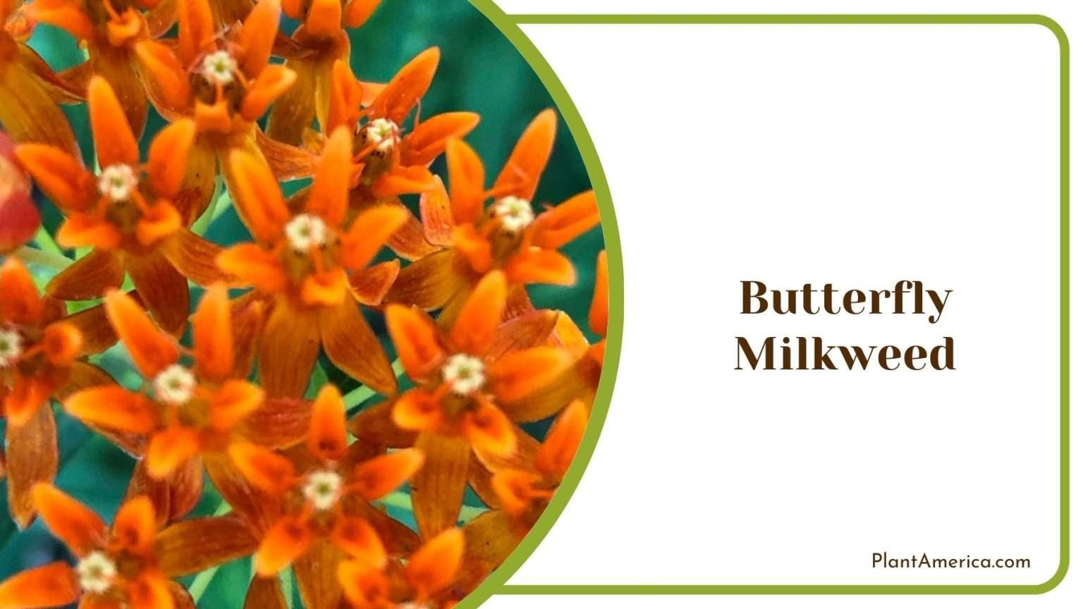 17 Missouri Native Plants Perfect for Pollinator Gardens - Plant America