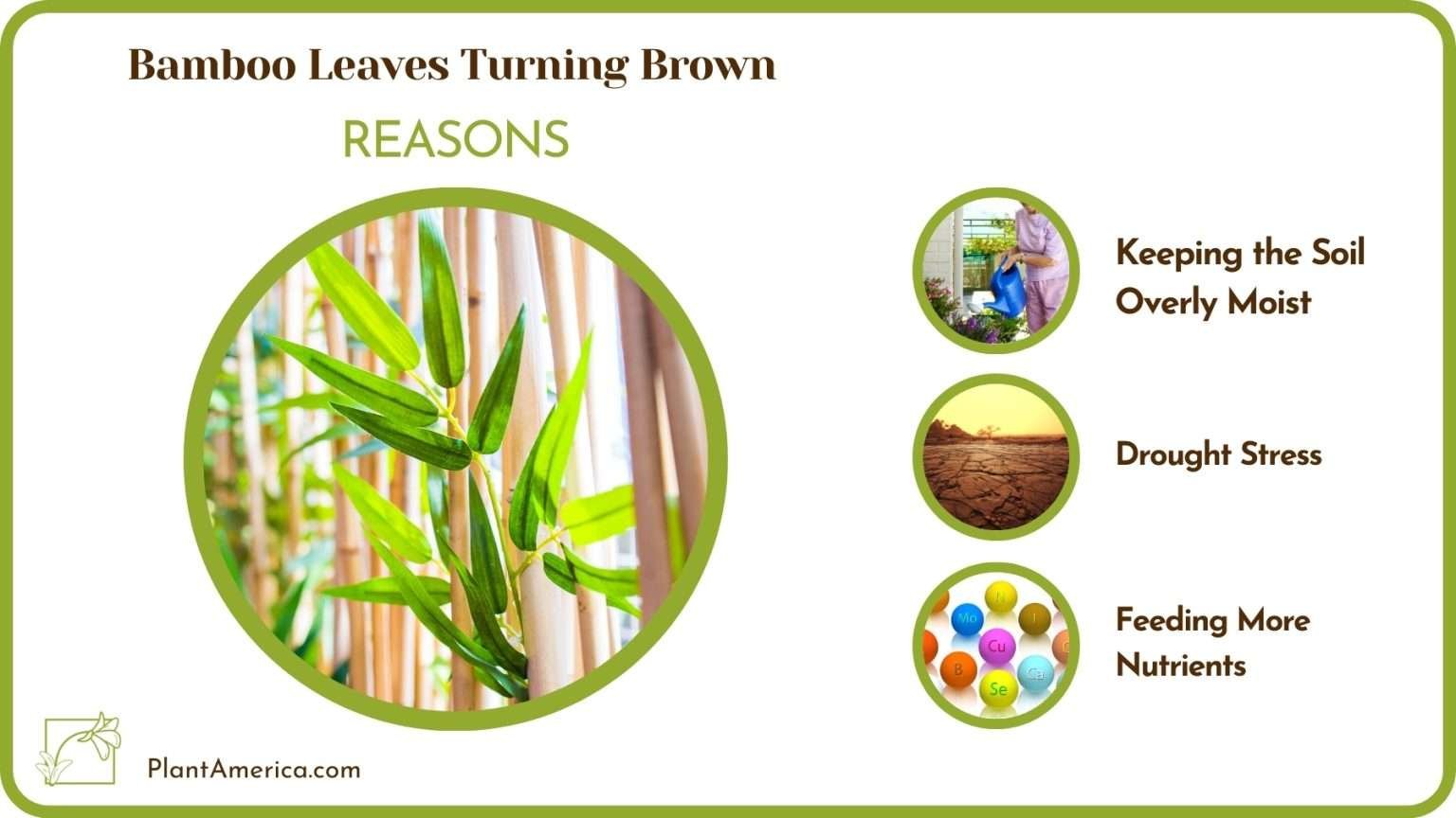 Bamboo Leaves Turning Brown: Here’s What You Can Do! - Plant America