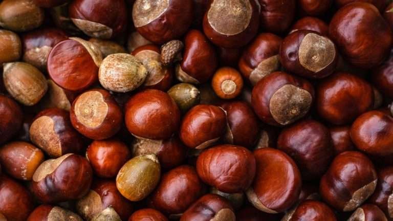 9 Chestnut Trees You Never Knew To Make Your Yard Unique - Plant America