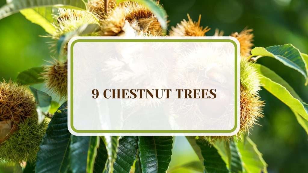 9 Chestnut Trees You Never Knew To Make Your Yard Unique - Plant America