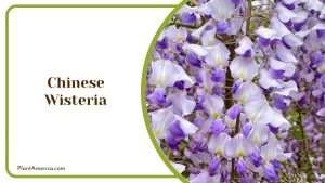 14 Types of Wisteria to Plant In Your Garden - Plant America