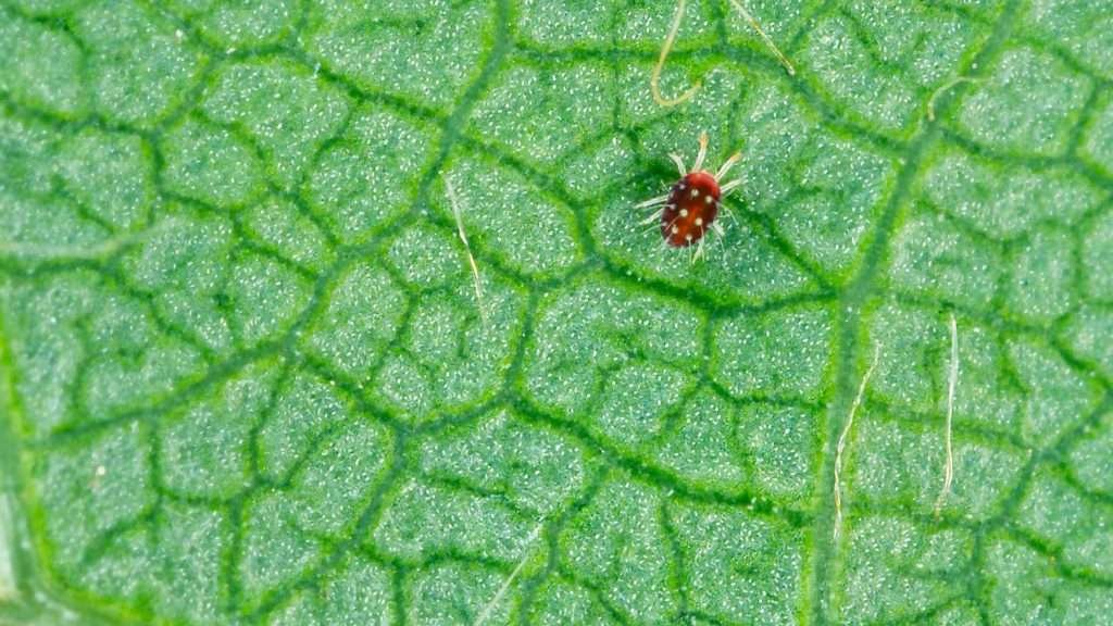 9 Indoor Citrus Tree Pests and How to Identify Them - Plant America