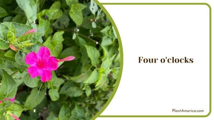 25 Native American Flowers with Healing Properties - Plant America