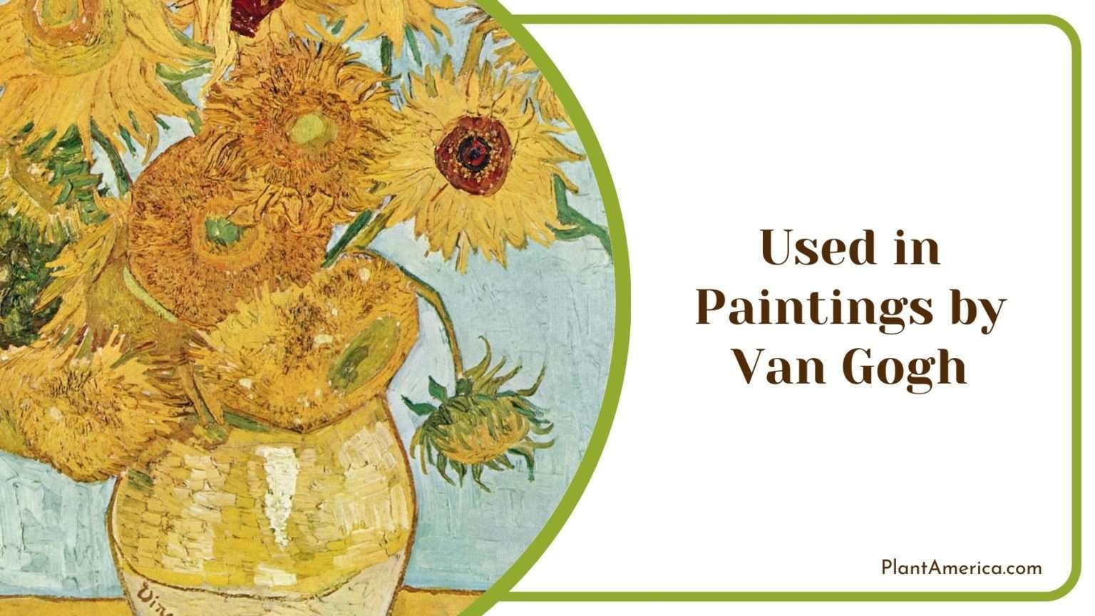 22 Sunflower Facts You Didn’t Know But Now You Will - Plant America
