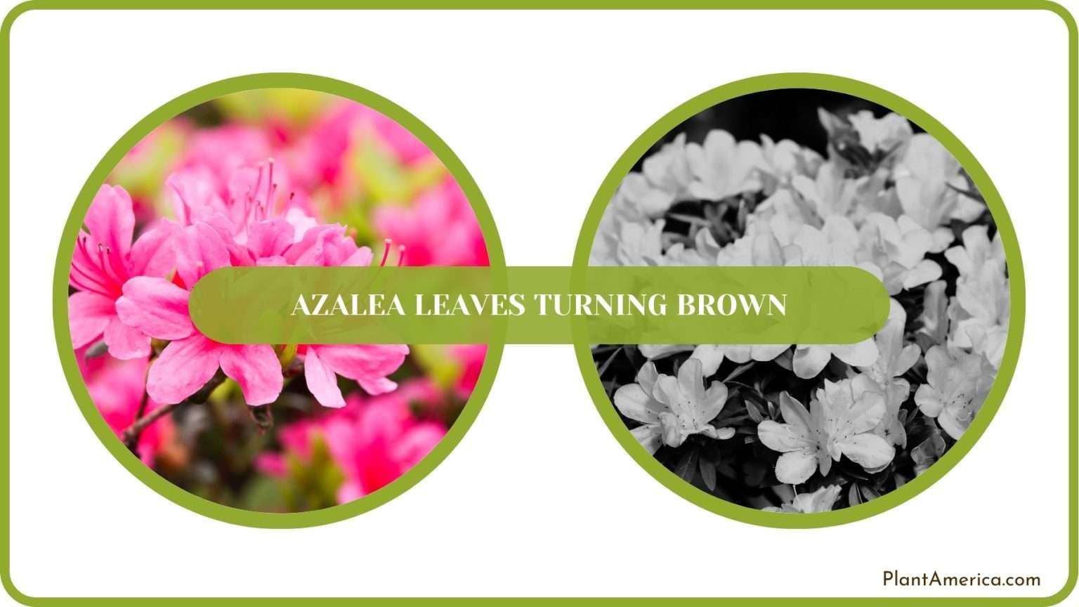 Azalea Leaves Turning Brown: 7 Causes & Easy Solutions - Plant America