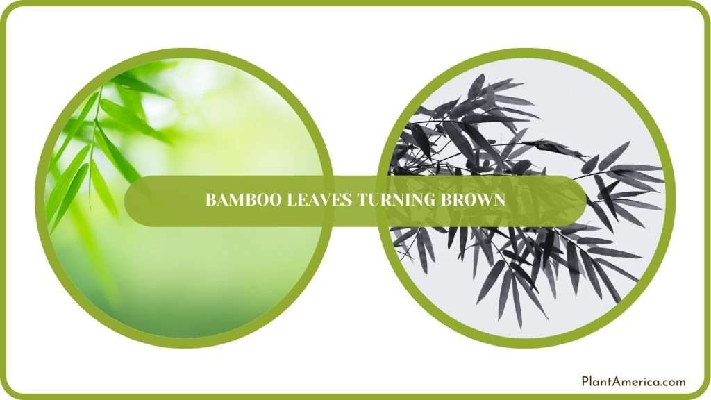 Bamboo Leaves Turning Brown: Here’s What You Can Do! - Plant America