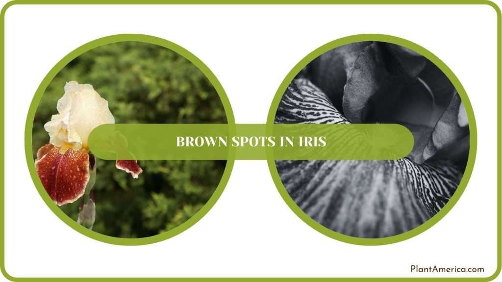 Brown Spots in Iris: Unveiling Causes & Proven Solutions - Plant America