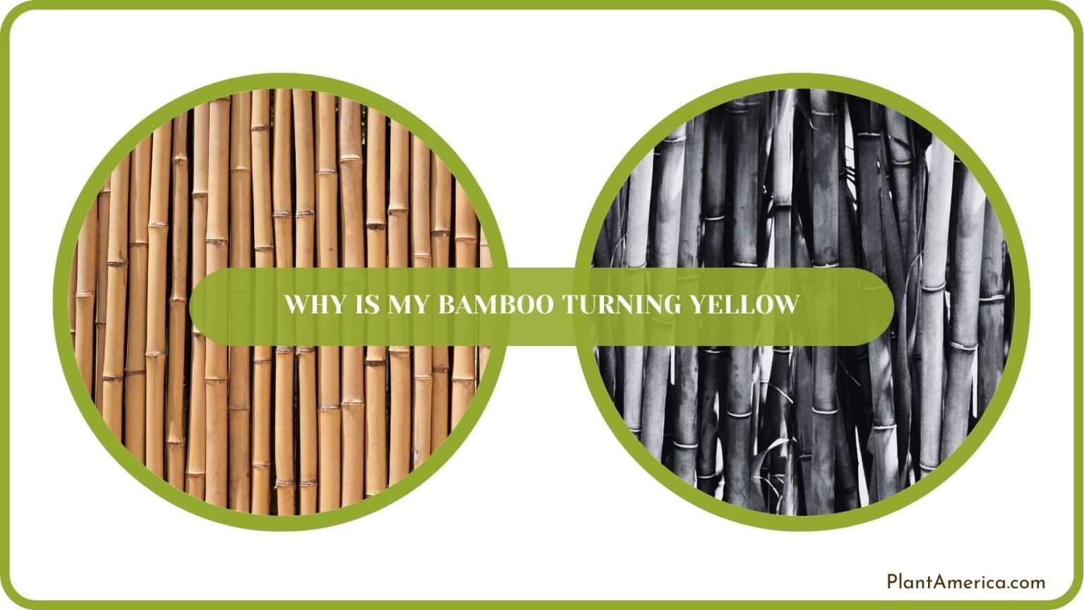 Why Is My Bamboo Turning Yellow: Possible Reasons and Fixes - Plant America
