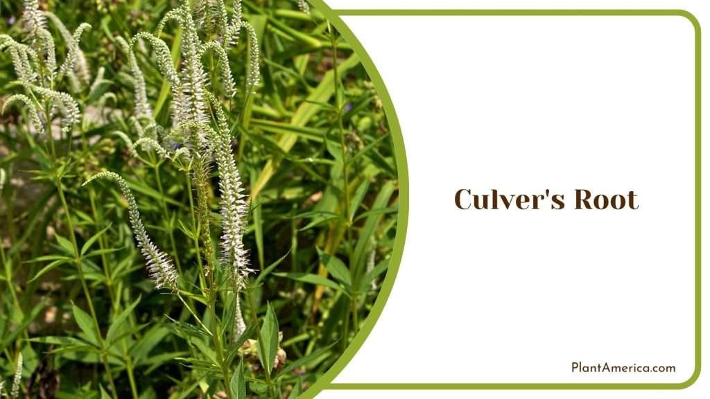 17 Missouri Native Plants Perfect for Pollinator Gardens - Plant America