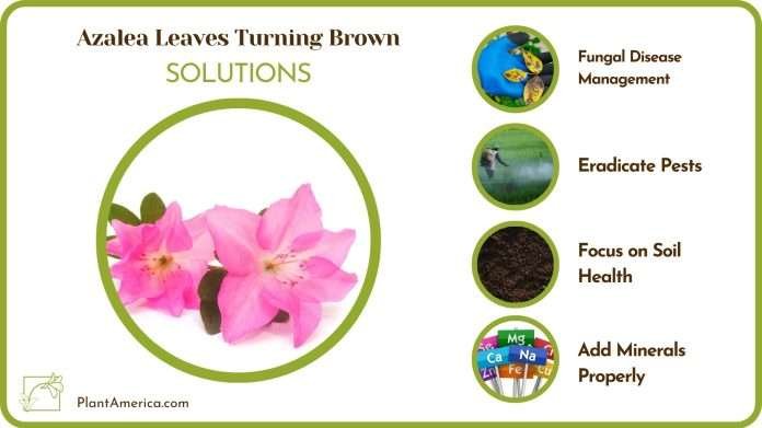 Azalea Leaves Turning Brown: 7 Causes & Easy Solutions - Plant America
