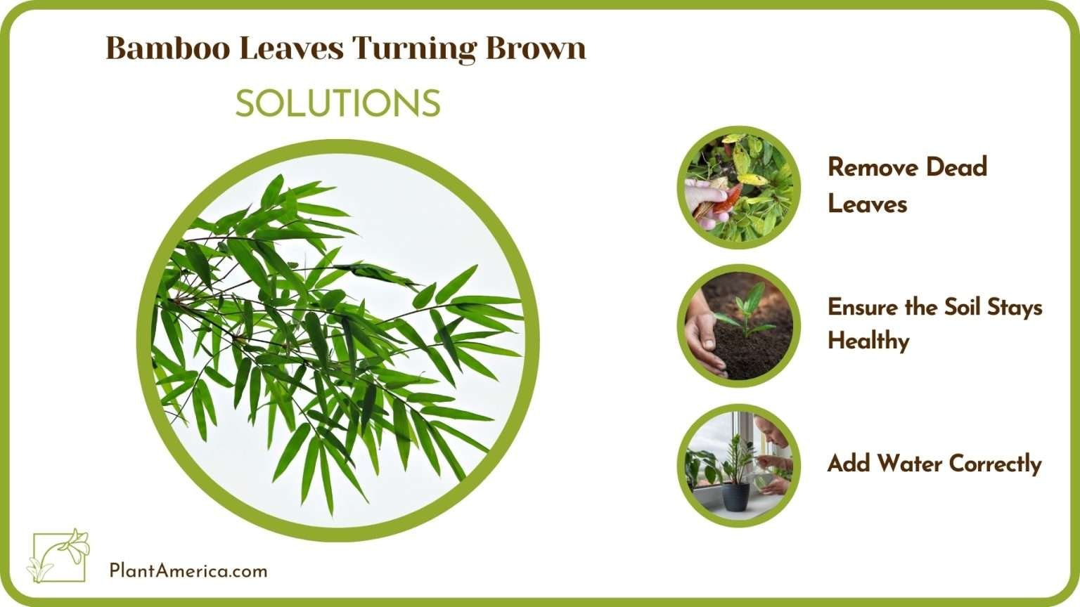 Bamboo Leaves Turning Brown: Here’s What You Can Do! - Plant America