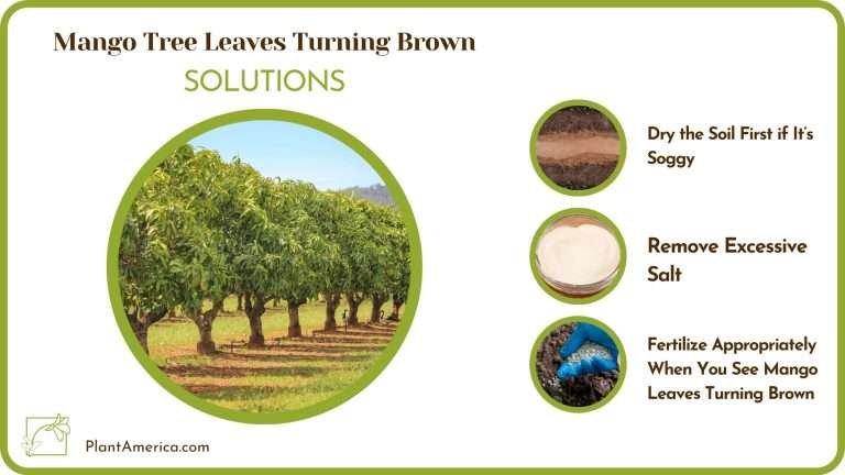 Mango Tree Leaves Turning Brown: Revive with 6 Easy Steps - Plant America