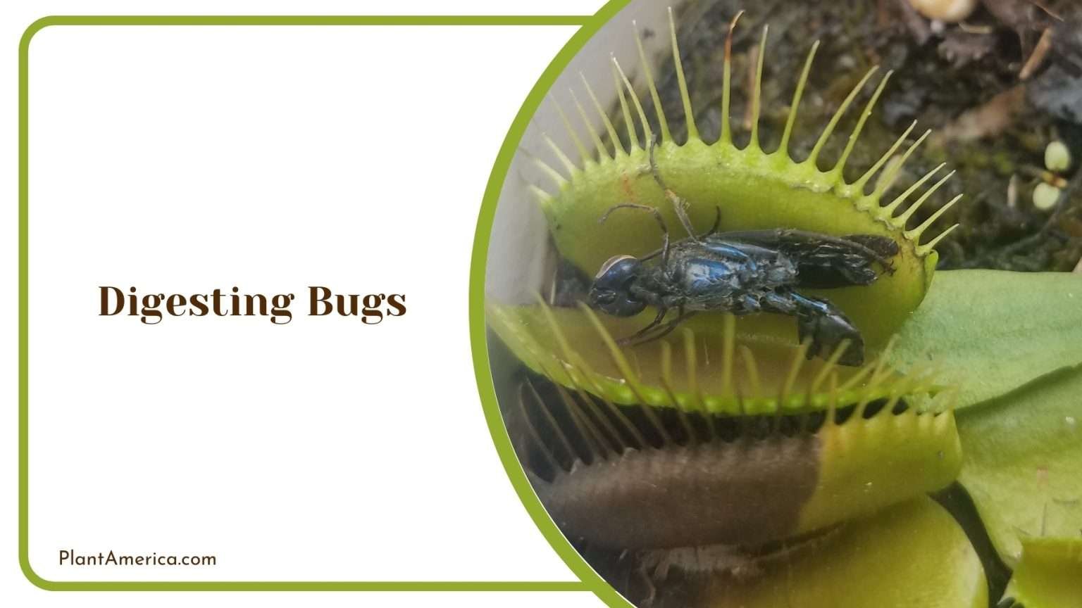 Venus Fly Trap Flower: How This Plant Traps Insects? - Plant America
