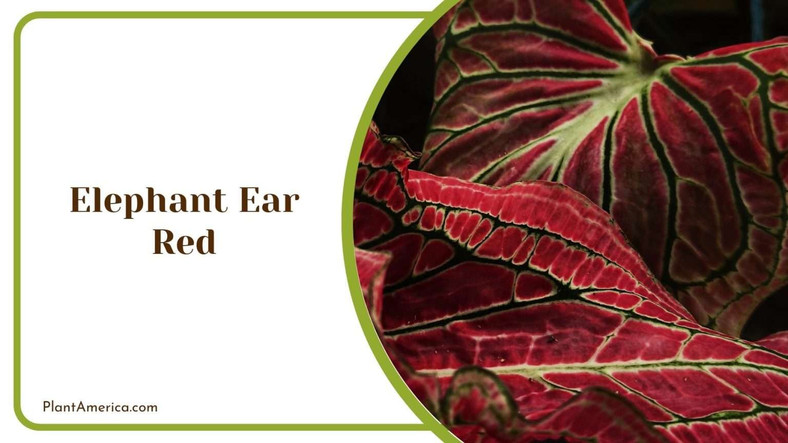 13 Elephant Ear Varieties for Tropical Garden Temptation - Plant America