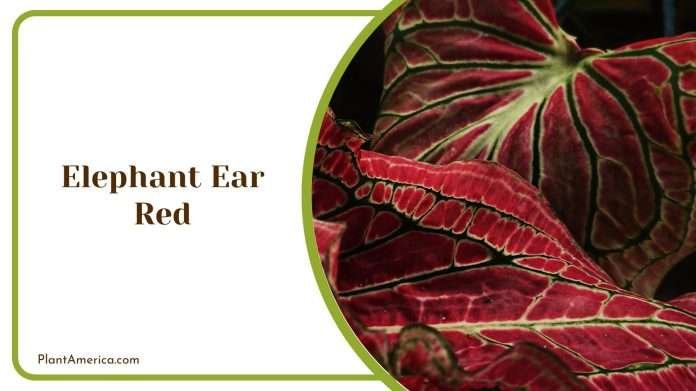 13 Elephant Ear Varieties for Tropical Garden Temptation - Plant America