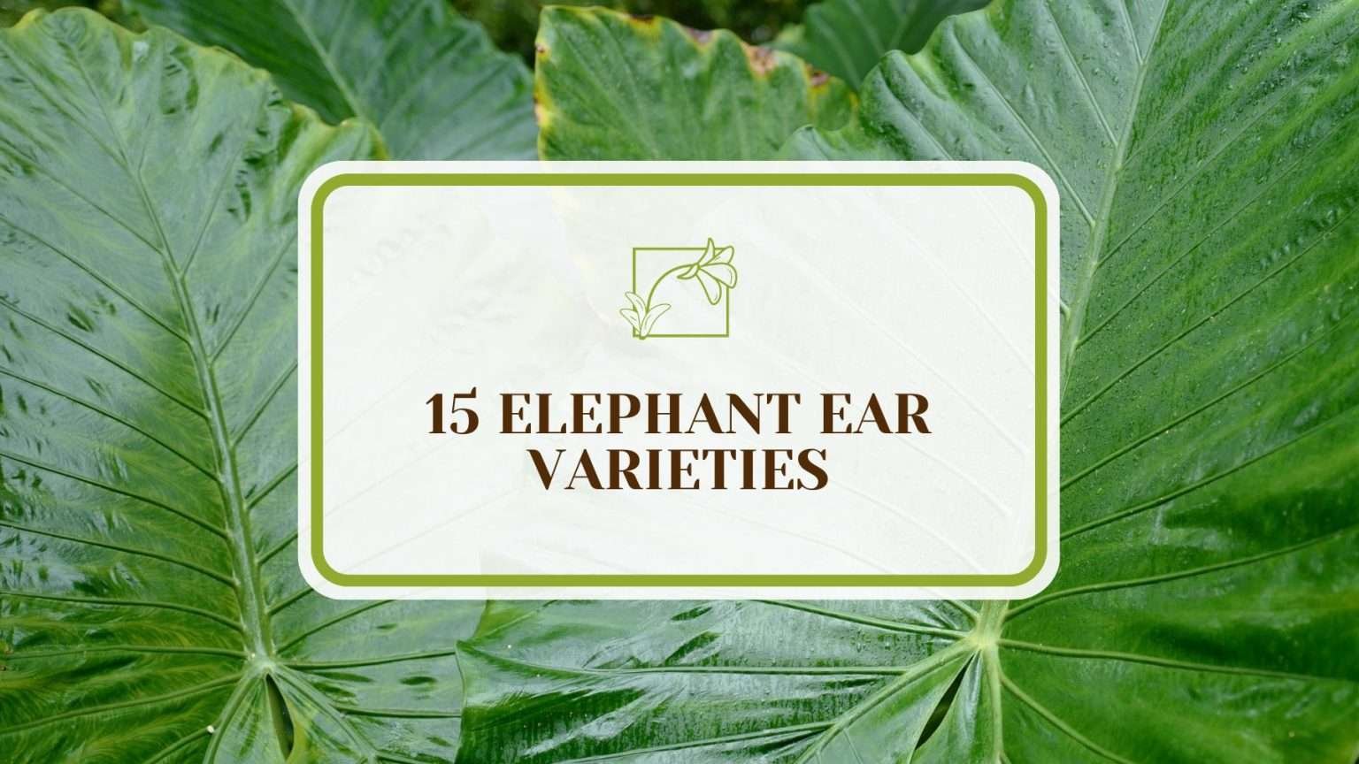 13 Elephant Ear Varieties for Tropical Garden Temptation - Plant America