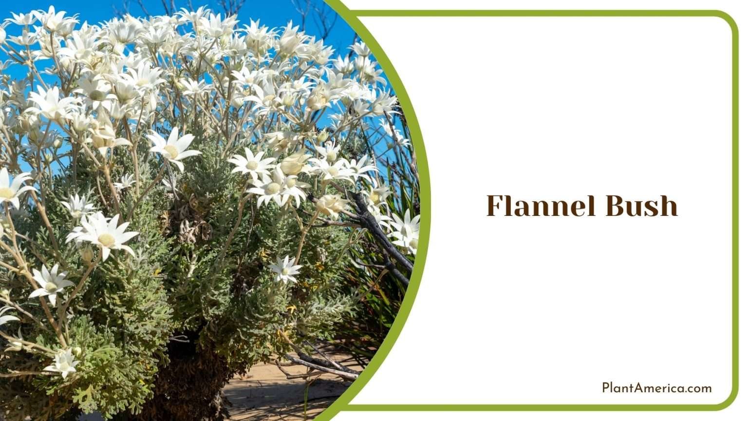 23 California Native Flowers to Plant in Your Garden - Plant America