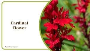 17 Missouri Native Plants Perfect for Pollinator Gardens - Plant America