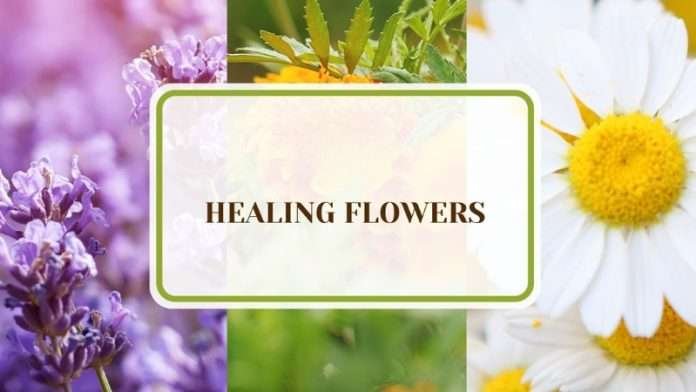 18 Healing Flowers to Brighten Your Day and Lift the Spirits - Plant ...