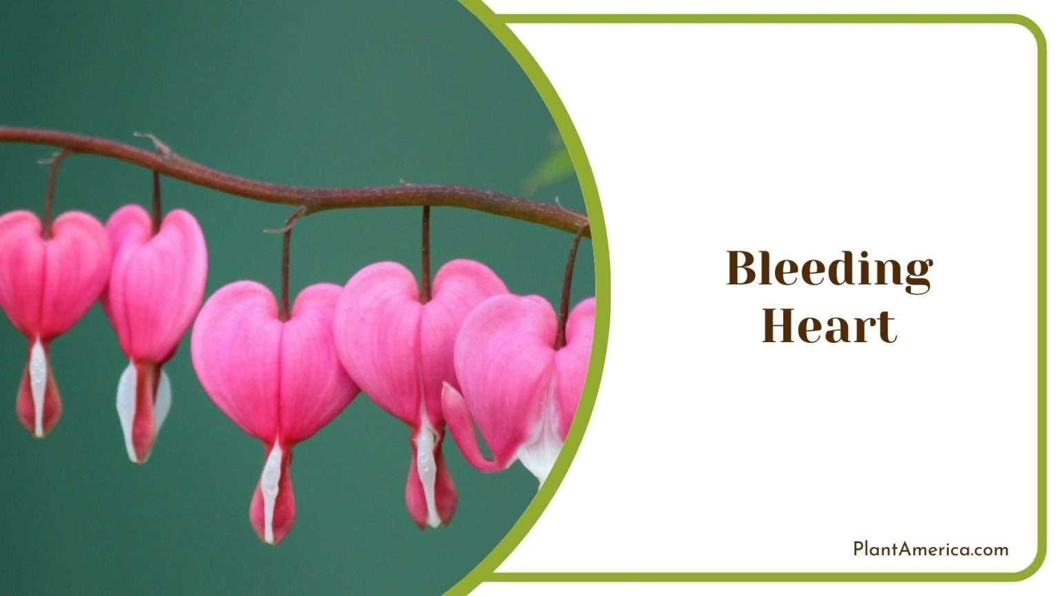 25 Native American Flowers with Healing Properties - Plant America