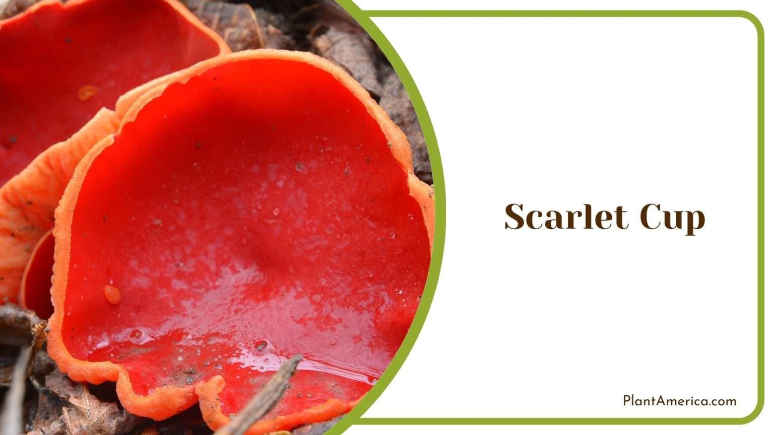12 Orange Mushrooms Varieties You Should Know About - Plant America
