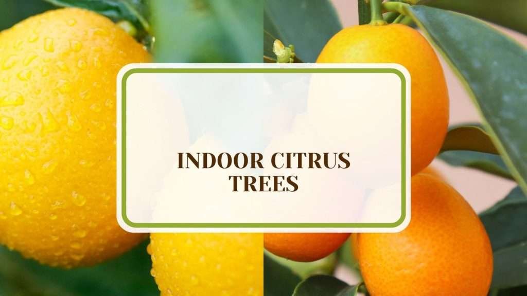 10 Indoor Citrus Trees that Offer Fresh Fruit Without Fuss - Plant America