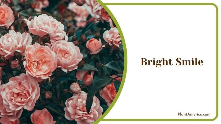 16 Climbing Roses Perfect for Arbors, Fences, and Trellises - Plant America