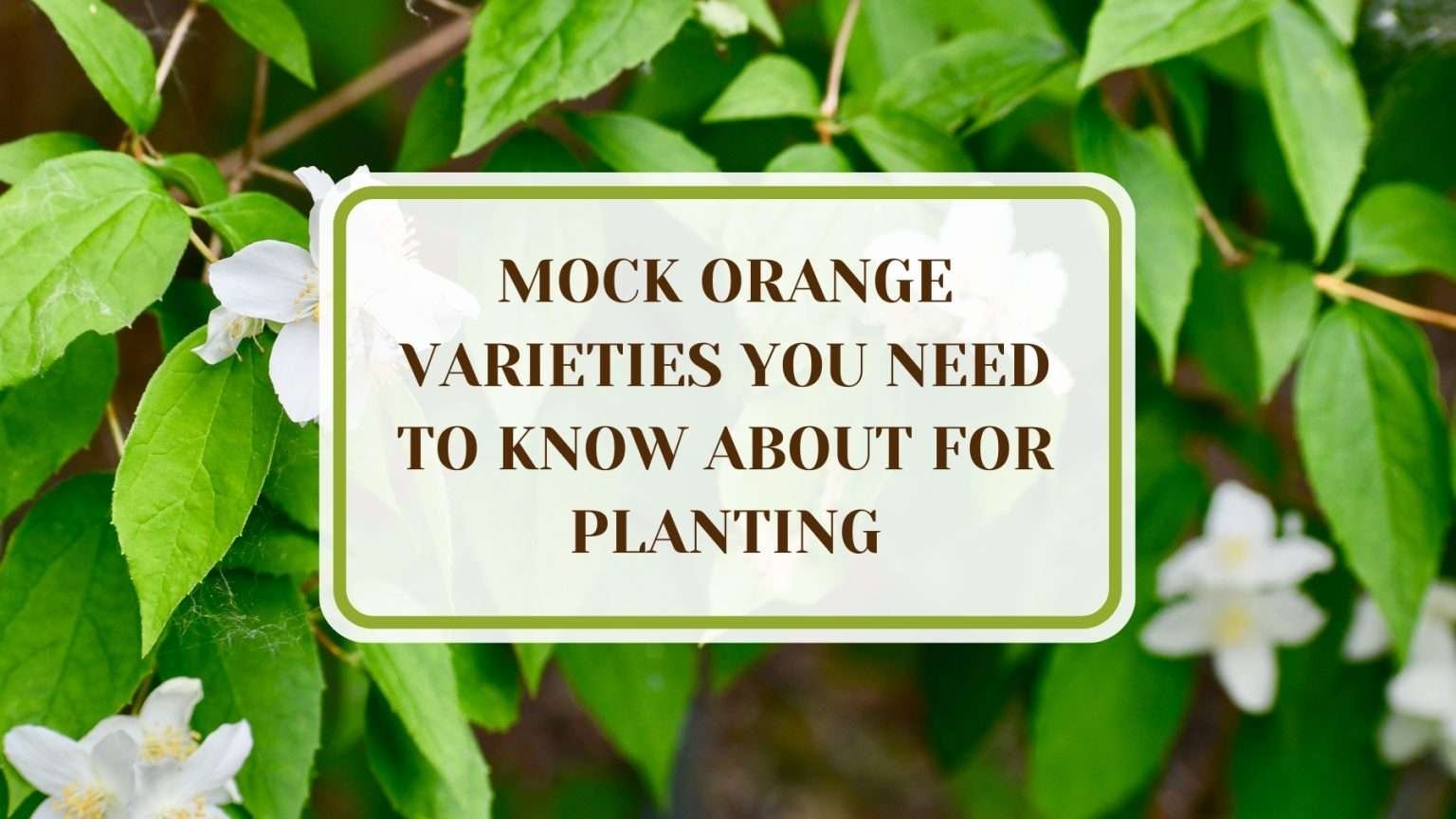 17 Mock Orange Varieties You Need to Know About for Planting - Plant ...