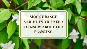 17 Mock Orange Varieties You Need to Know About for Planting - Plant ...