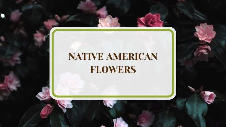 25 Native American Flowers with Healing Properties - Plant America