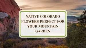 20 Native Colorado Flowers Perfect for Your Mountain Garden - Plant America