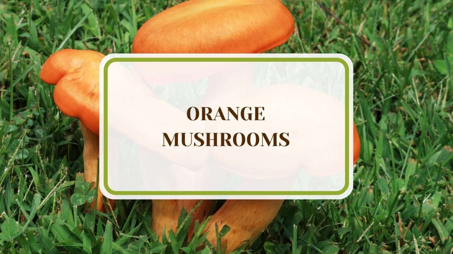 12 Orange Mushrooms Varieties You Should Know About - Plant America