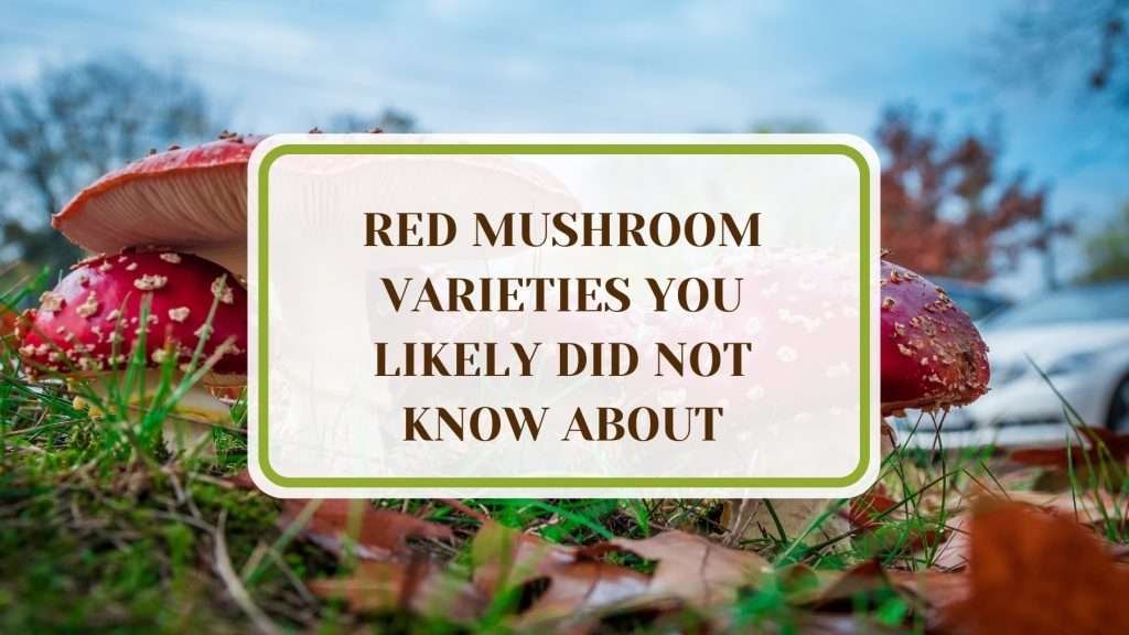 14 Red Mushrooms Varieties You Likely Did Not Know About - Plant America