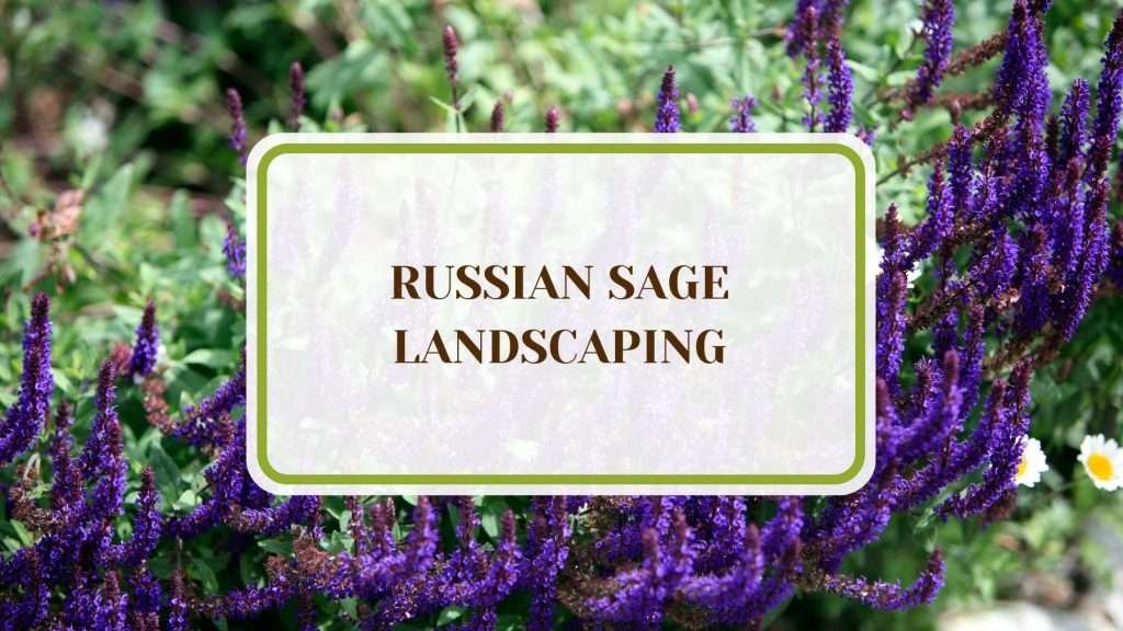 10 Russian Sage Landscaping Ideas for Fantastic Fall Color - Plant America