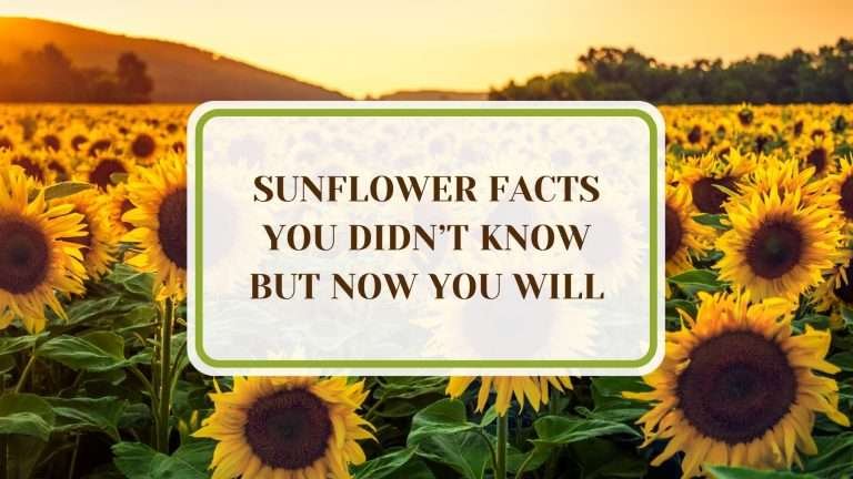 22 Sunflower Facts You Didn’t Know But Now You Will - Plant America