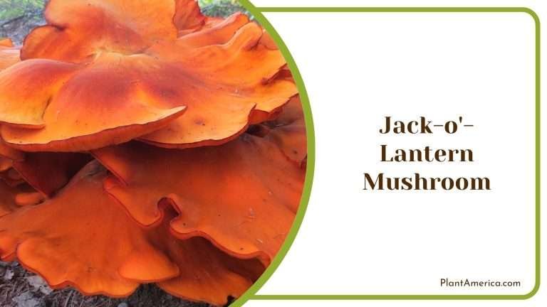 12 Orange Mushrooms Varieties You Should Know About - Plant America