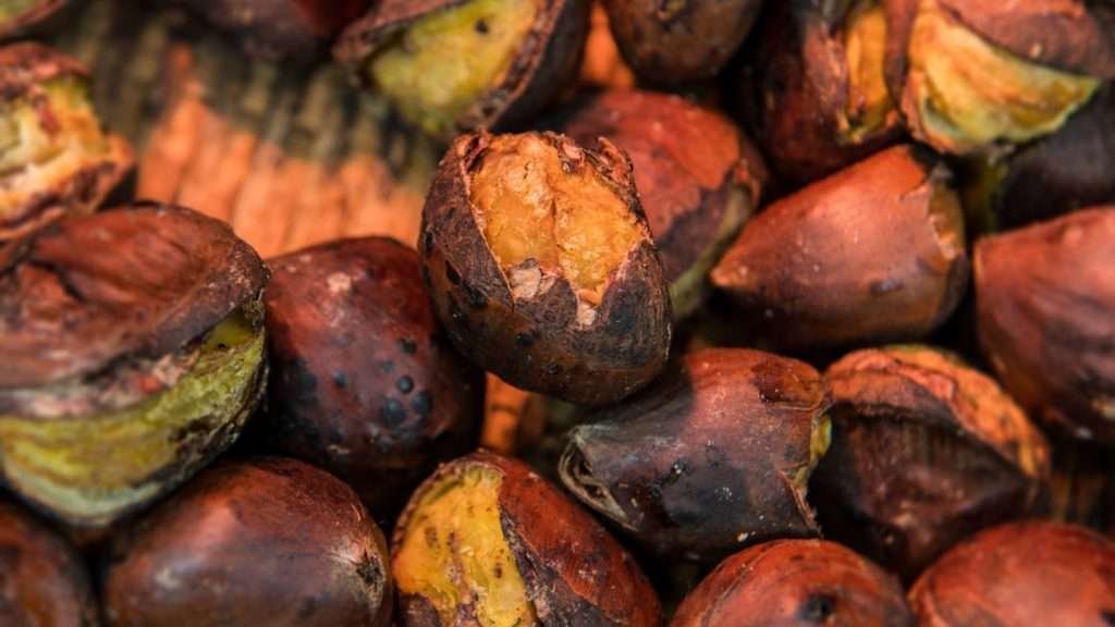 9 Chestnut Trees You Never Knew To Make Your Yard Unique - Plant America