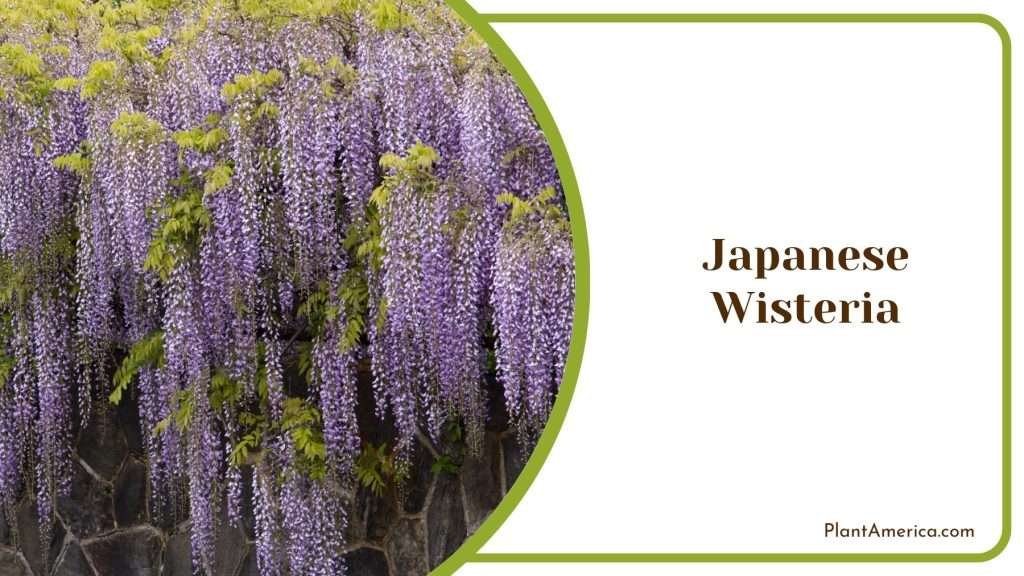 14 Types of Wisteria to Plant In Your Garden - Plant America