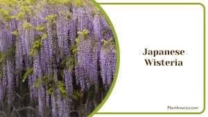 14 Types of Wisteria to Plant In Your Garden - Plant America