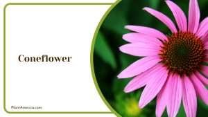 25 Native American Flowers with Healing Properties - Plant America