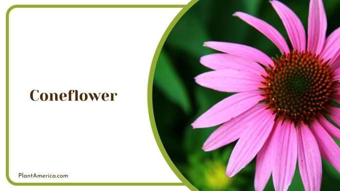25 Native American Flowers with Healing Properties - Plant America